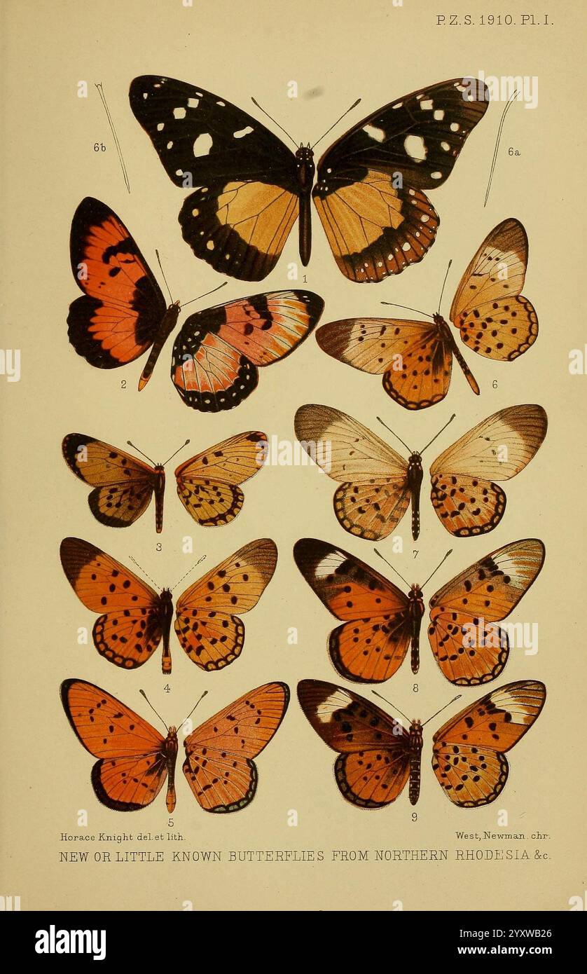 Diverse wing shapes hi-res stock photography and images - Alamy