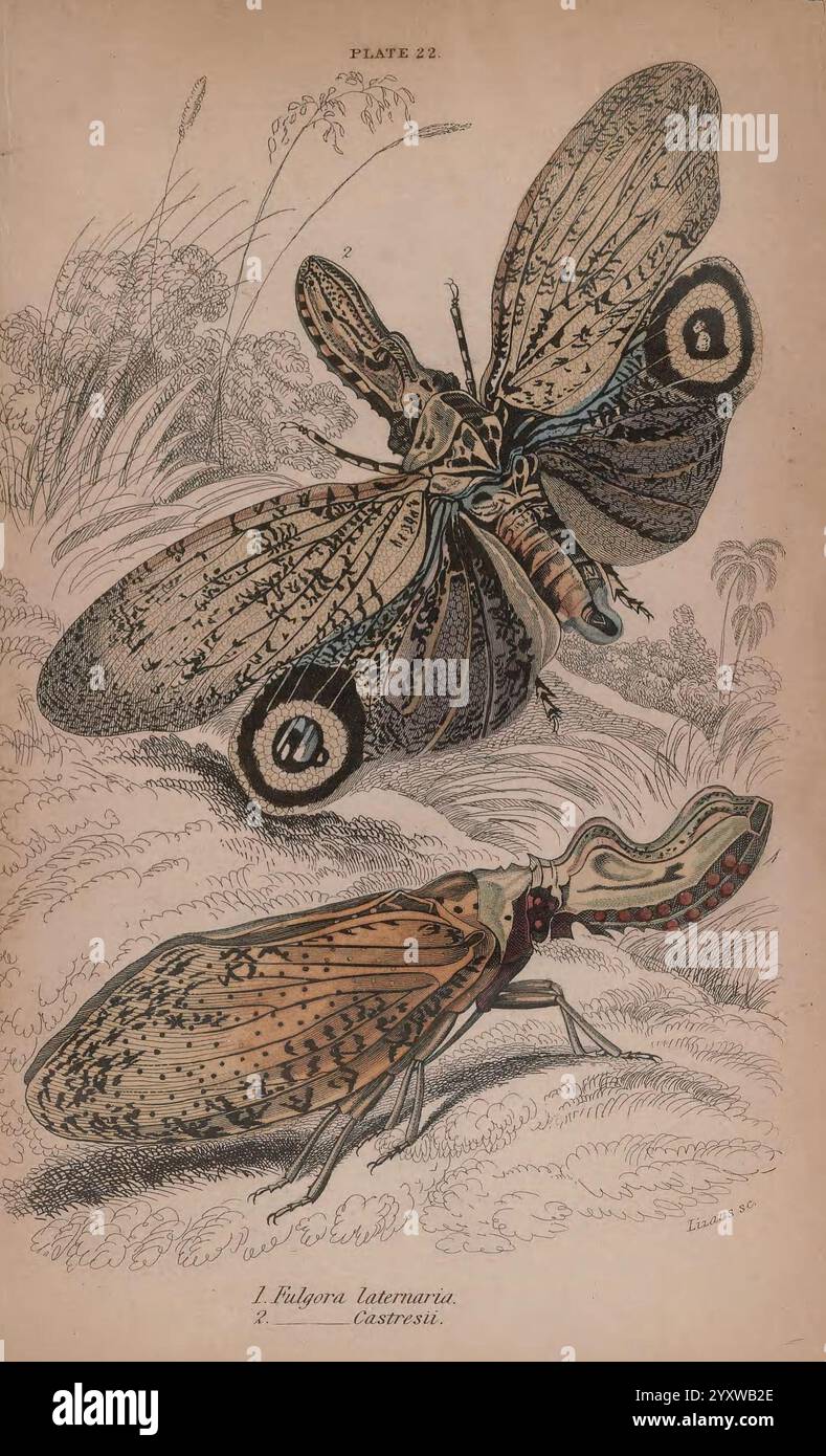 Insect boasts hi-res stock photography and images - Alamy