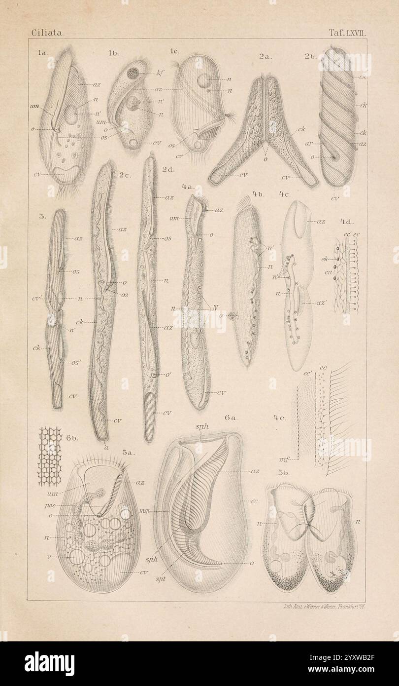 Labeled Figure Highlights Unique Morphological Characteristics Hi Res