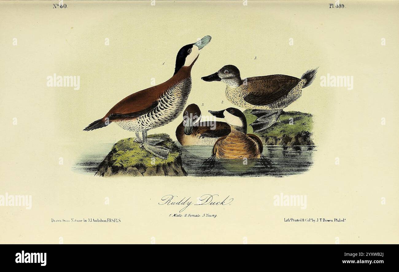 Central duck features hi-res stock photography and images - Alamy