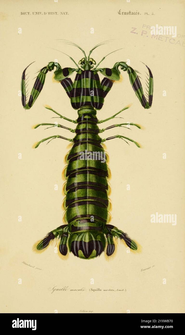 Species squilla mantis hi-res stock photography and images - Alamy