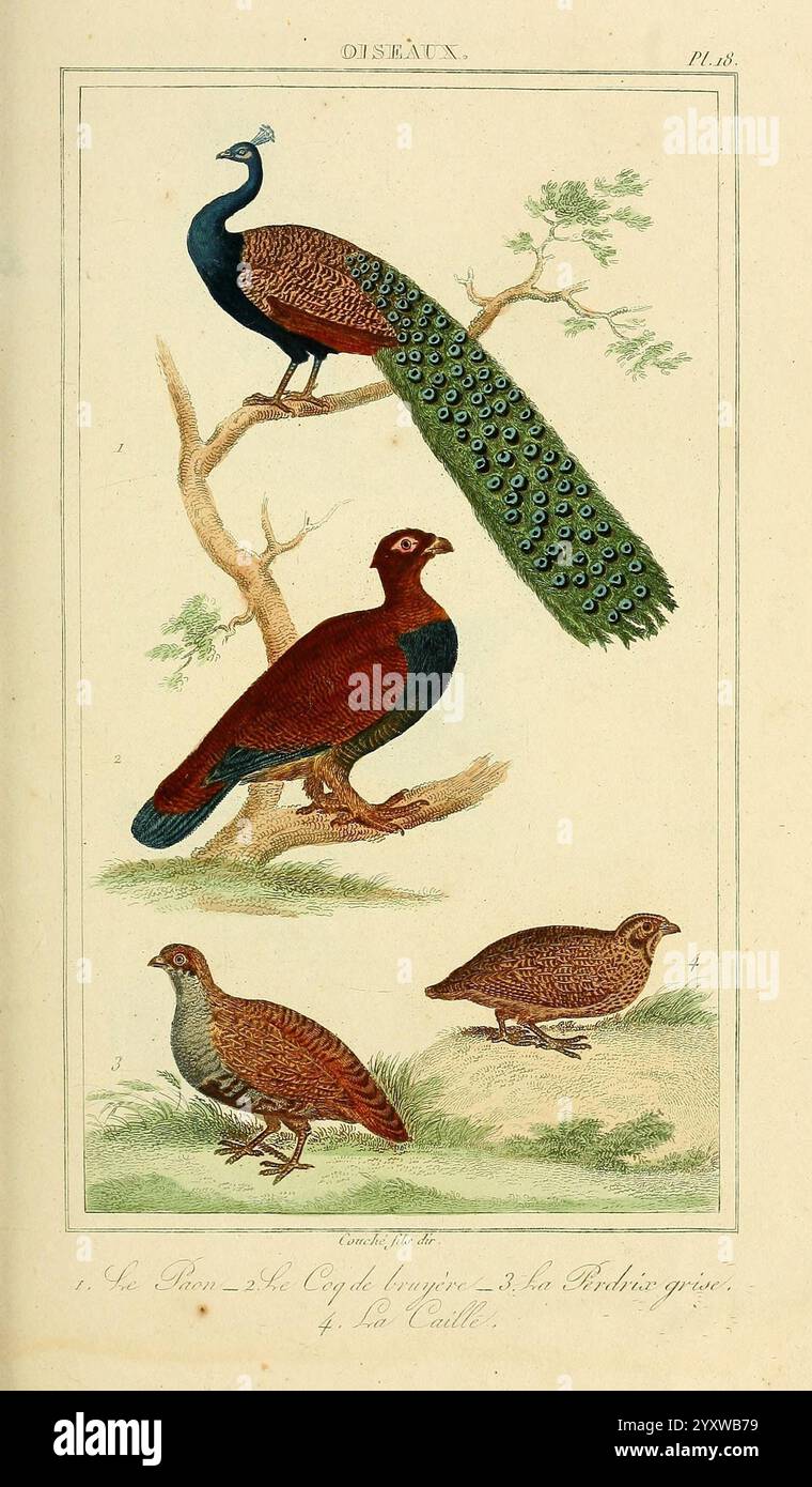 Oeuvres completes de Buffon, Paris, 1841, birds, atlases, A detailed ...