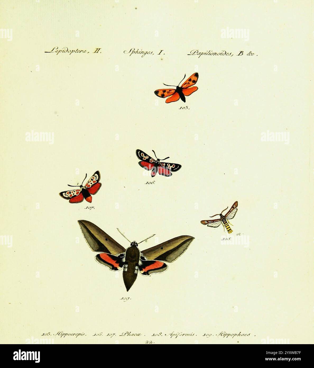 Large moth displays hi-res stock photography and images - Alamy