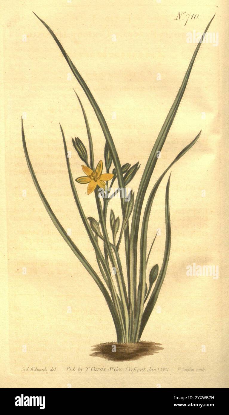 Curtis's Botanical Magazine, London, New York, botany, periodicals ...