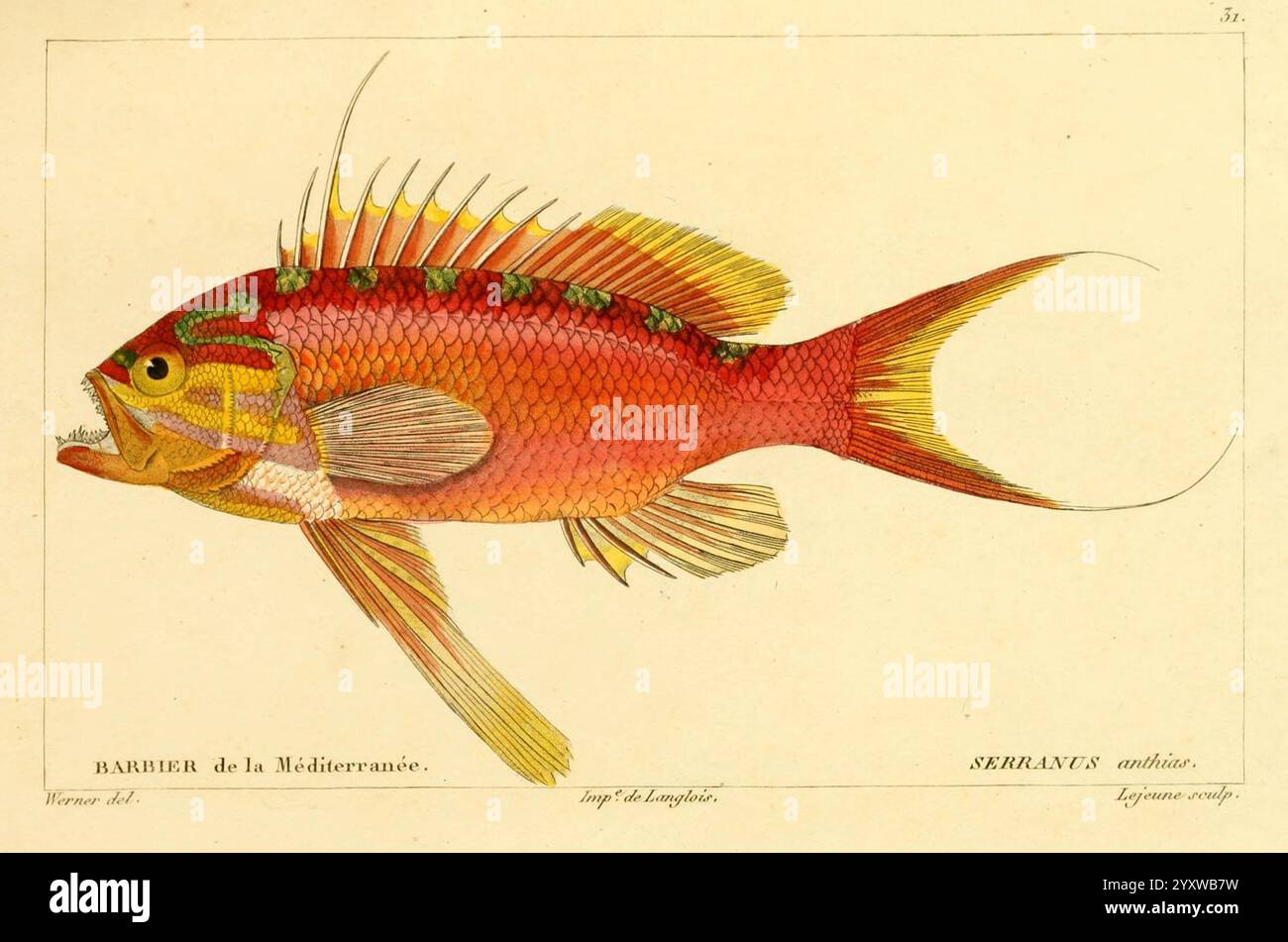 Fishs expressive face displays large hi-res stock photography and ...