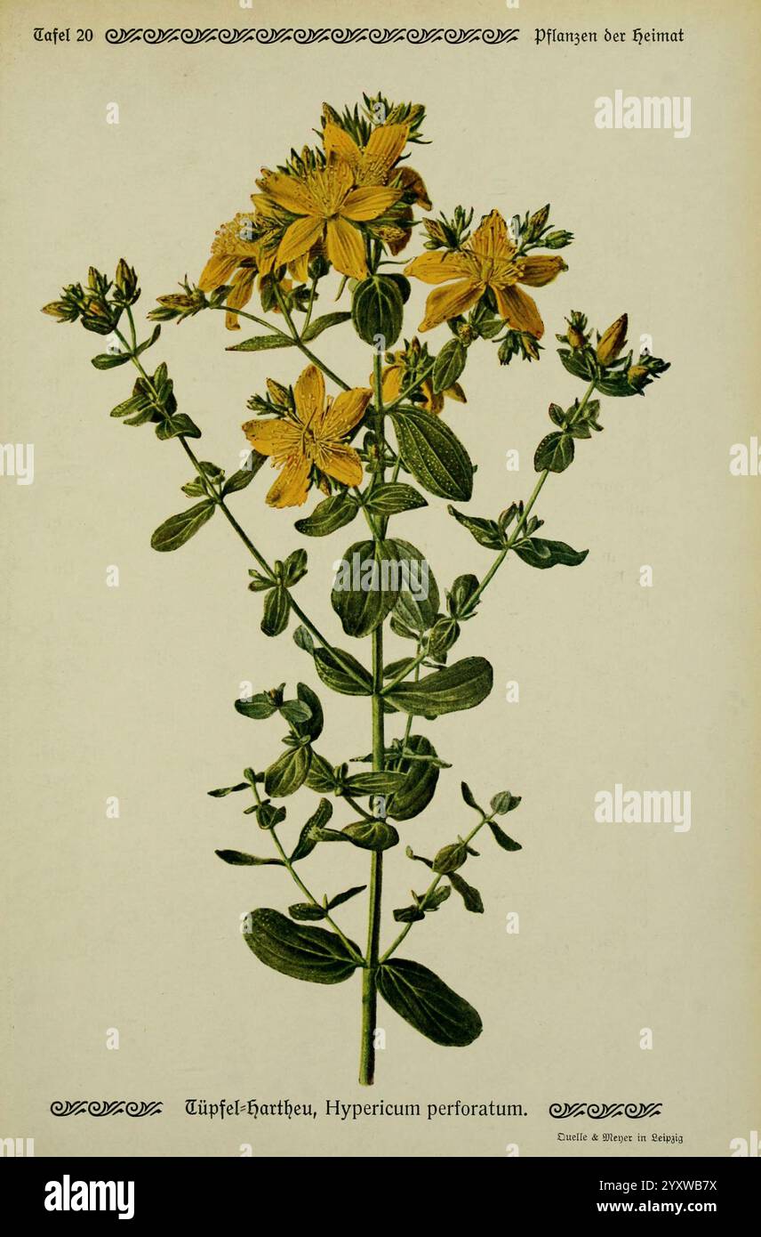 Labeled botanical terminology hi-res stock photography and images - Alamy