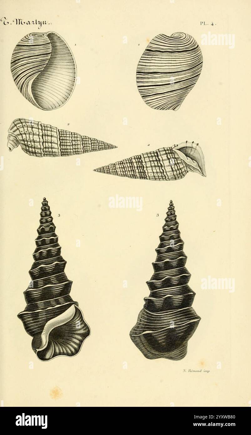 Top row features three conical shells hi-res stock photography and ...