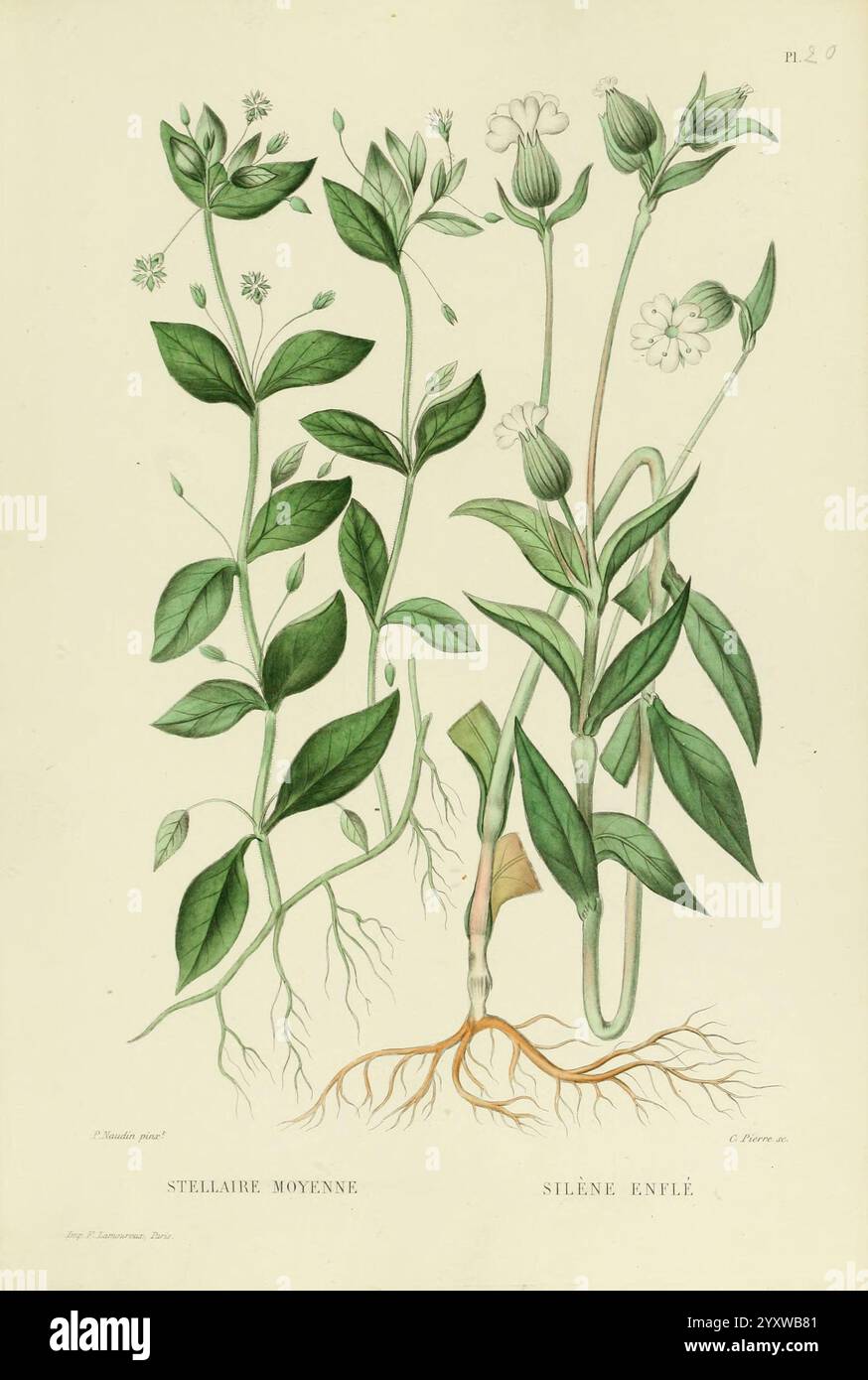 Bulging root structure hi-res stock photography and images - Alamy