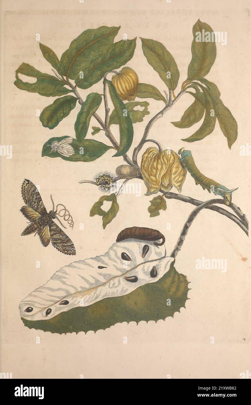 Science maria sibylla merian moth caterpillar caterpillars cocoo hi-res ...