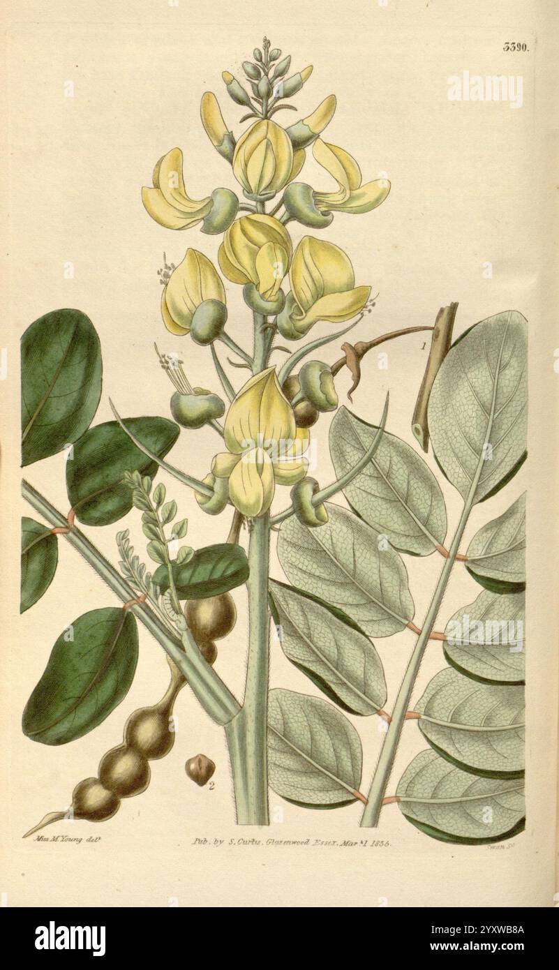 Pods indicative hi-res stock photography and images - Alamy