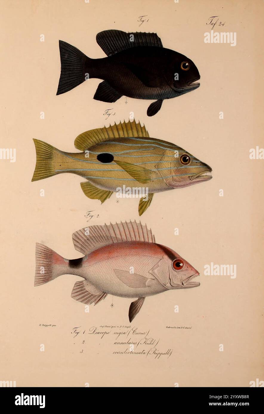 Diacope macolor hi-res stock photography and images - Alamy