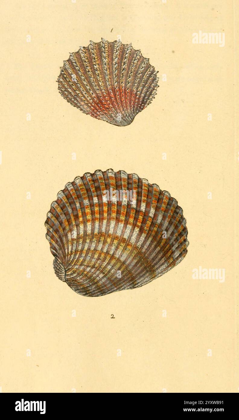 The natural history of British shells v.1-3 London Printed for the ...