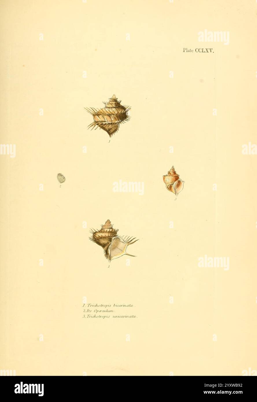 Conchologia systematica, or Complete system of conchology London ...