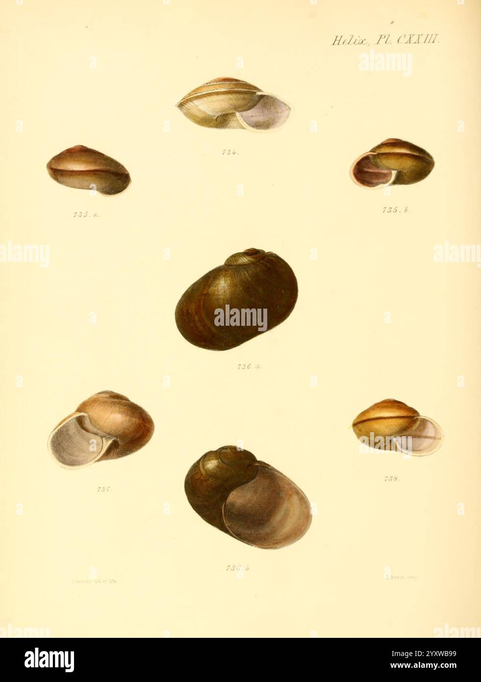 Conchologia Iconica, or Illustrations of the Shells of Molluscous ...