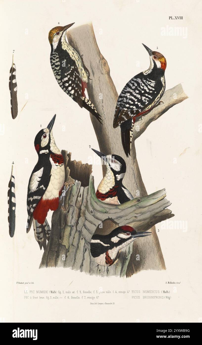 Smaller woodpecker species hi-res stock photography and images - Alamy