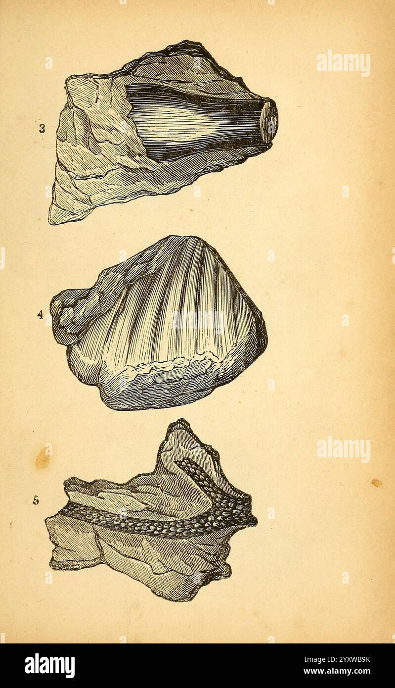 The natural history of South Devon, Plymouth, Printed and published by ...