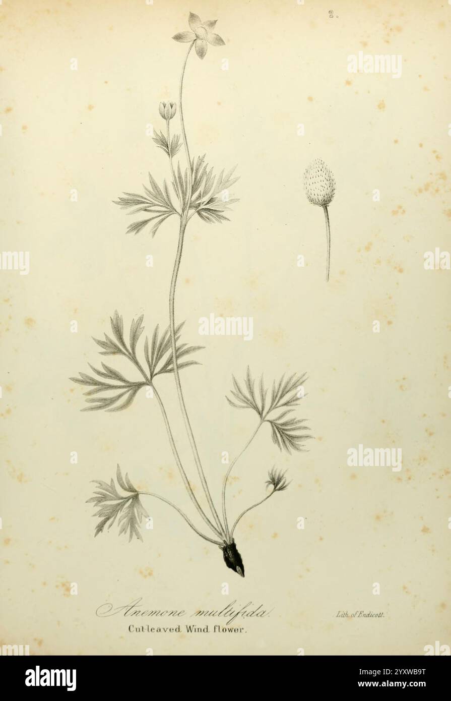 Naturalized plants hitherto hi-res stock photography and images - Alamy