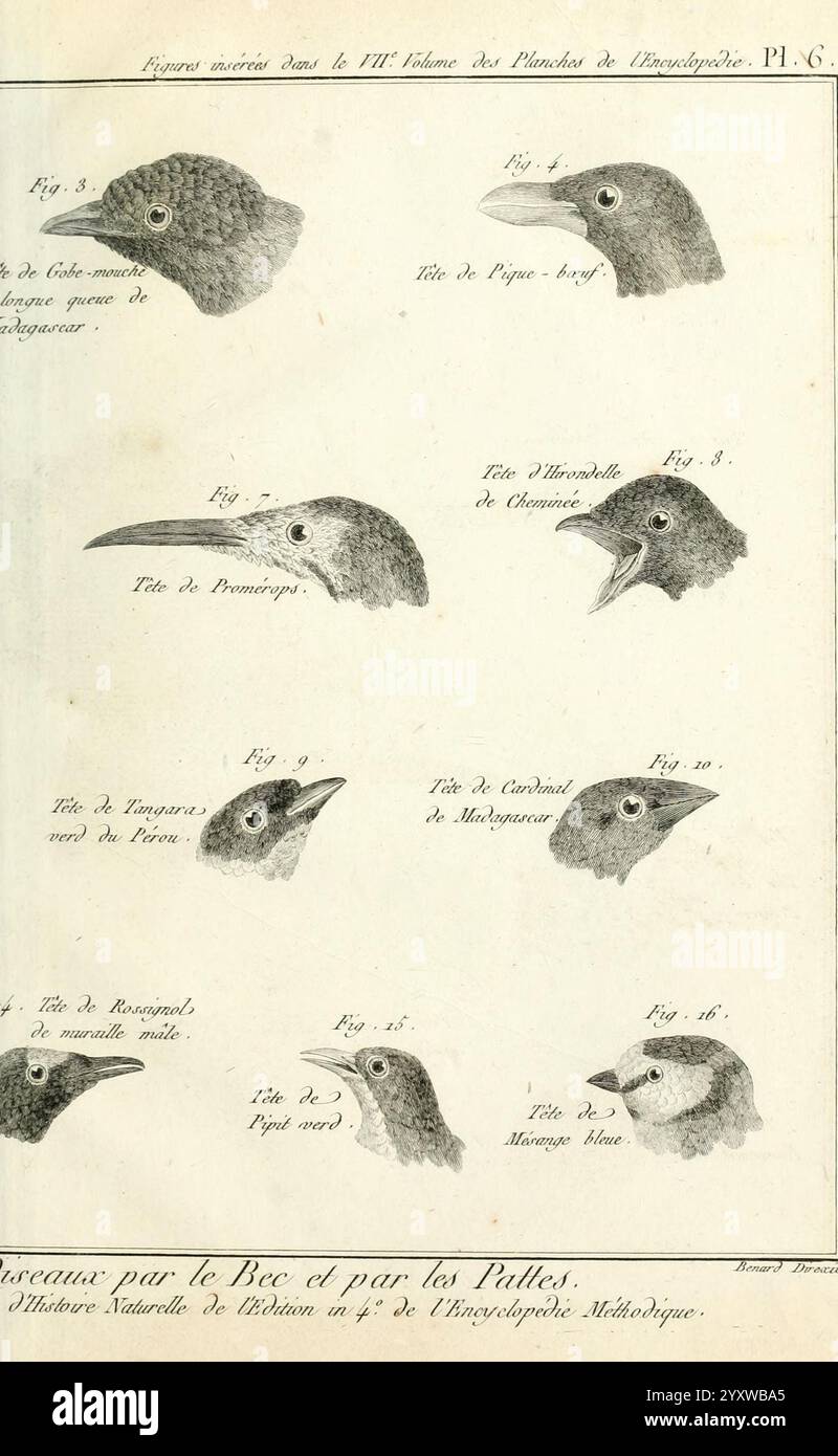 Tableau encyclopédique et méthodique des trois règnes de la nature, A ...
