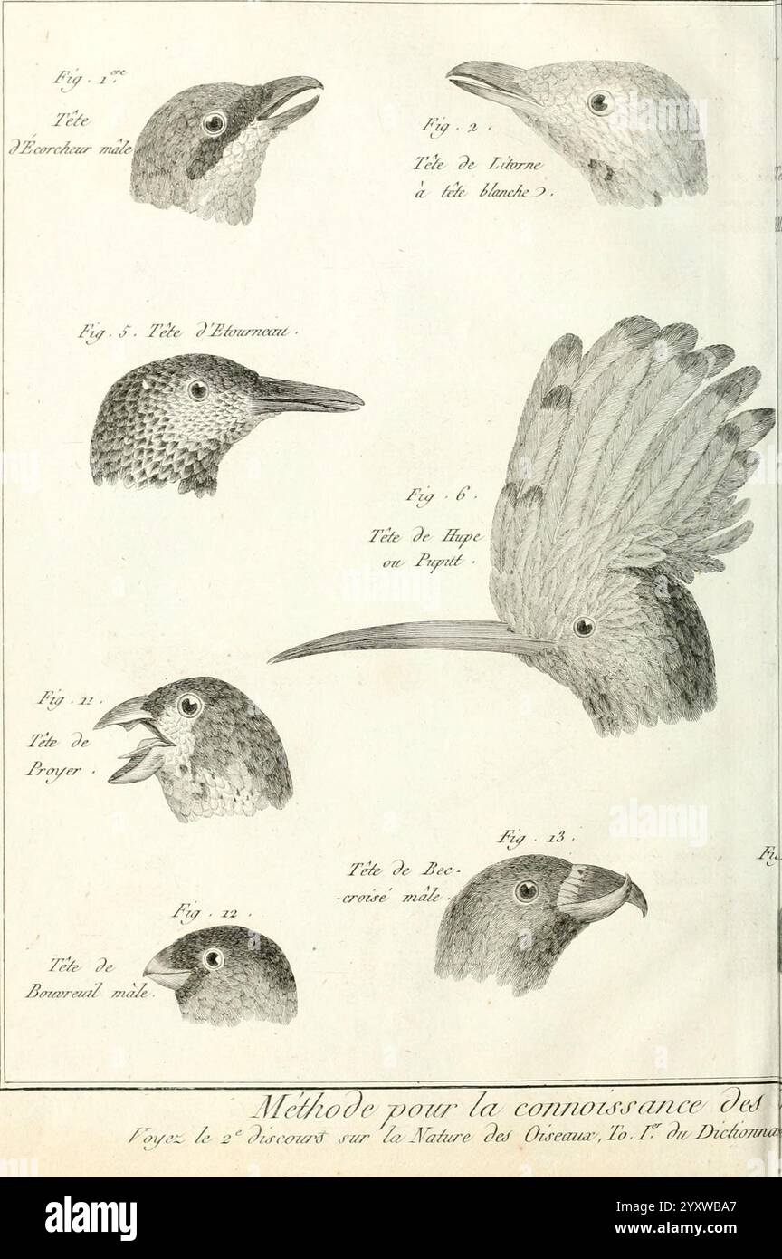 Varied beak shapes hi-res stock photography and images - Alamy