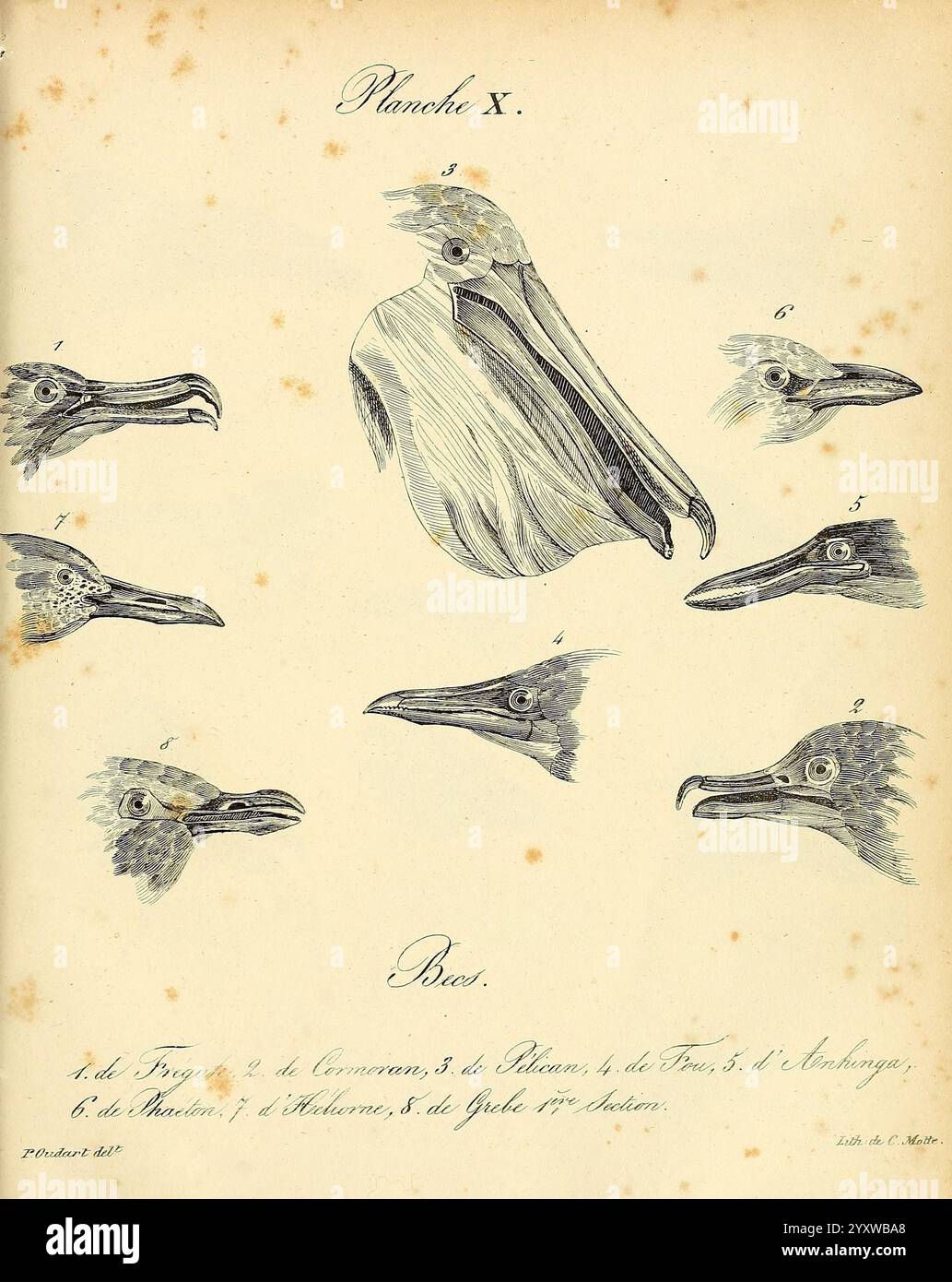 La galerie des oiseaux, Paris, Carpentier-Méricourt, 1834, birds ...