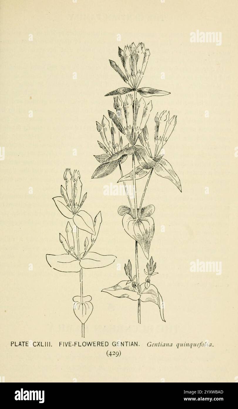 Southern wild flowers and trees, New York, Stokes [1901], botany ...