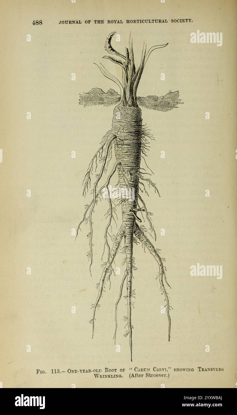 Essential root structure hi-res stock photography and images - Alamy