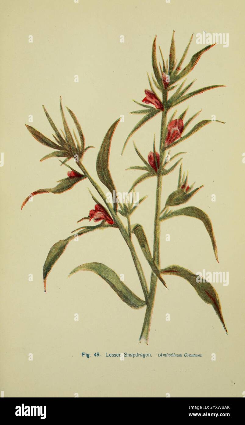 Small snapdragon blooms hi-res stock photography and images - Alamy