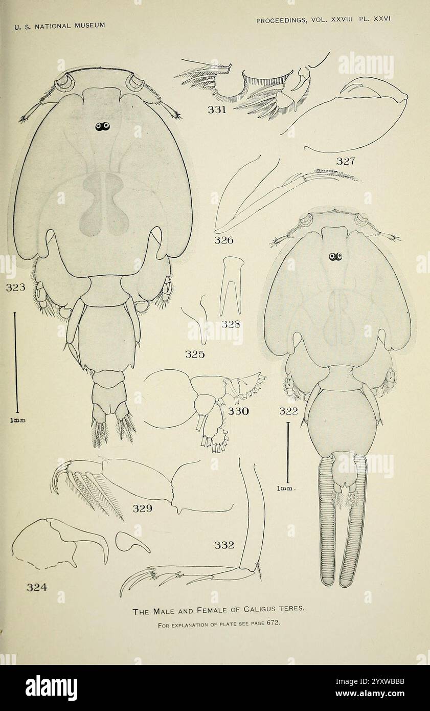 North American Parasitic Copepods Belonging to the family Caligidae ...