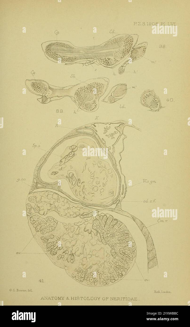 Labeled section reveals different structures hi-res stock photography ...