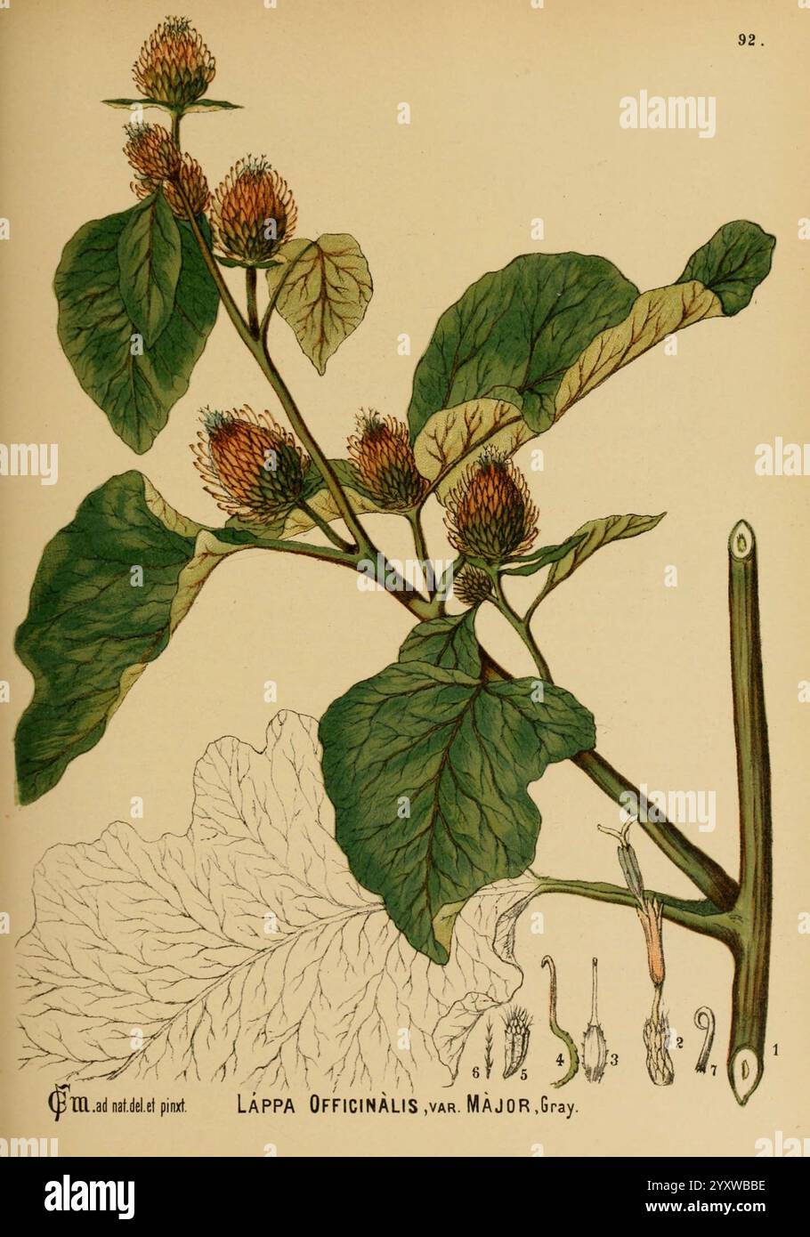 Plant lappa officinalis hi-res stock photography and images - Alamy