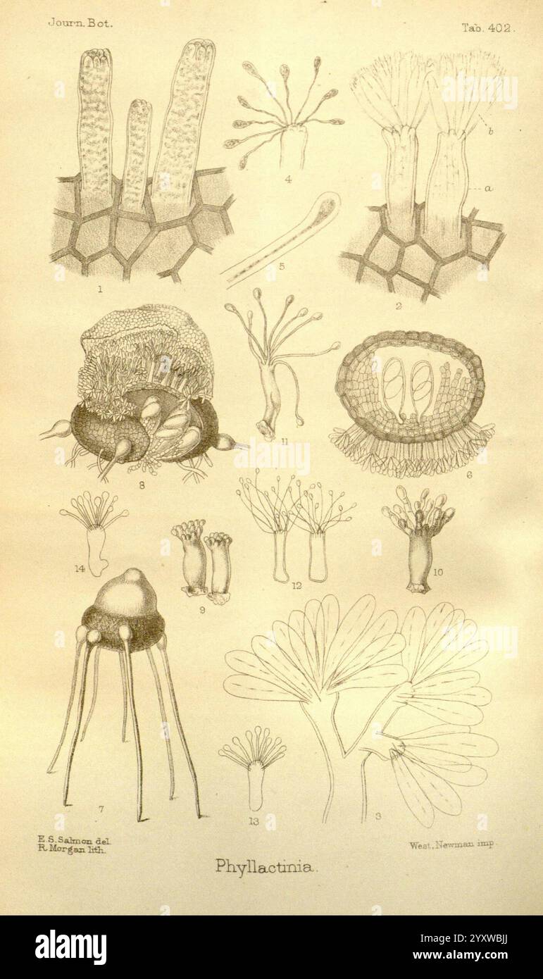 Journal of botany, British and foreign. London, Robert Hardwicke, 1863 ...