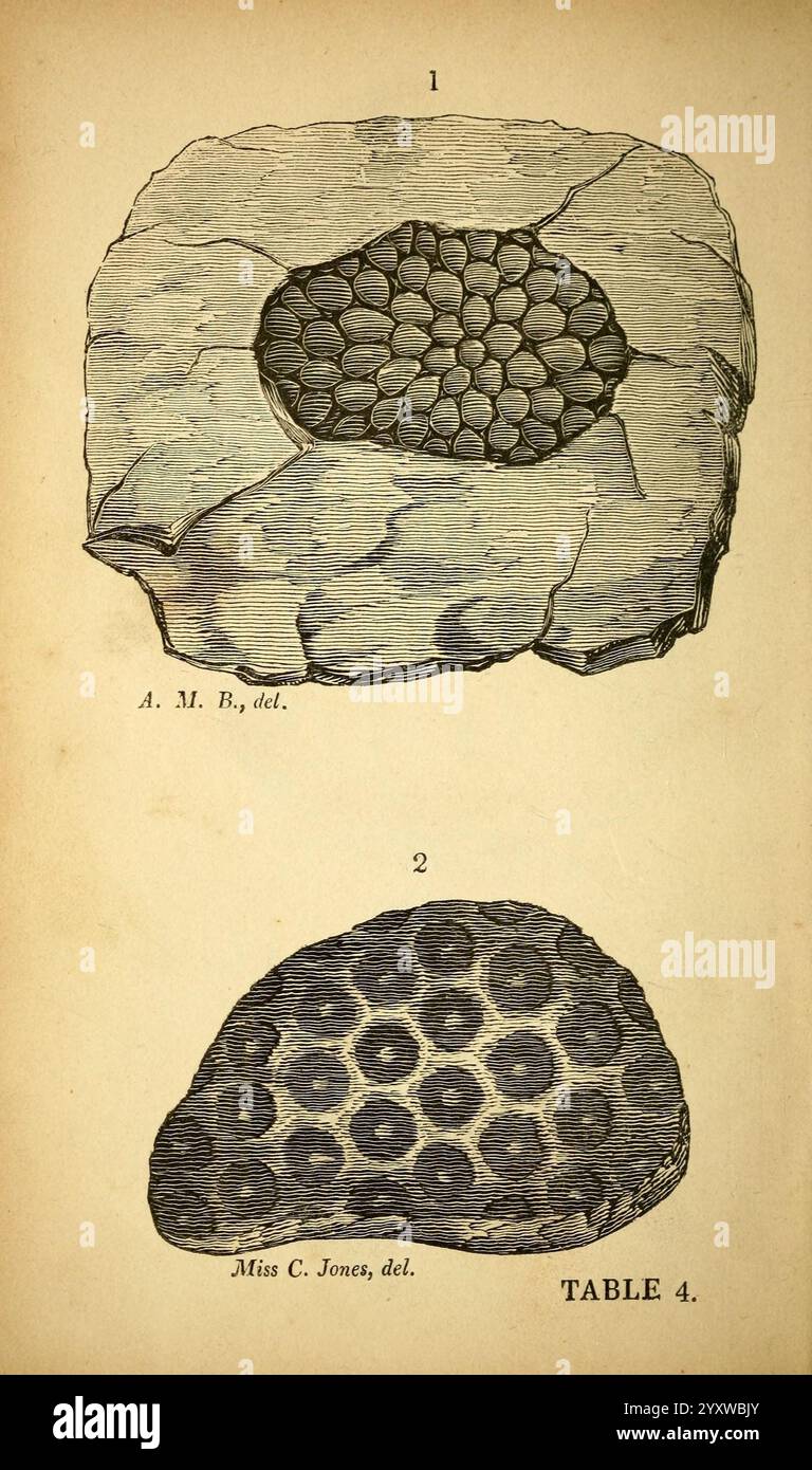 Two geological specimens hi-res stock photography and images - Alamy