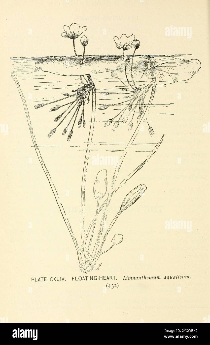 Southern wild flowers and trees, New York, Stokes [1901], botany ...