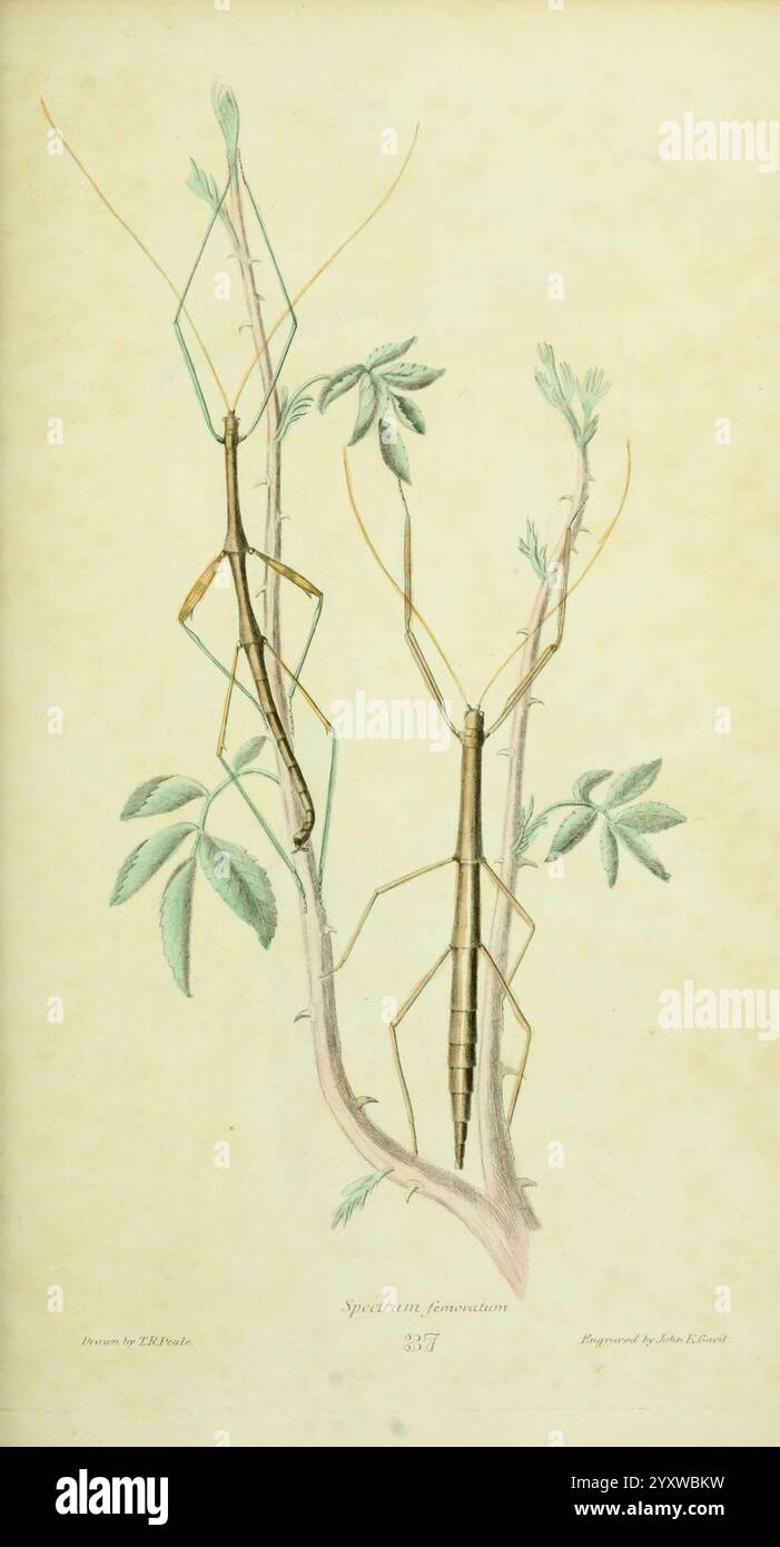 Illustration features two intricately detailed stick insects hi-res ...