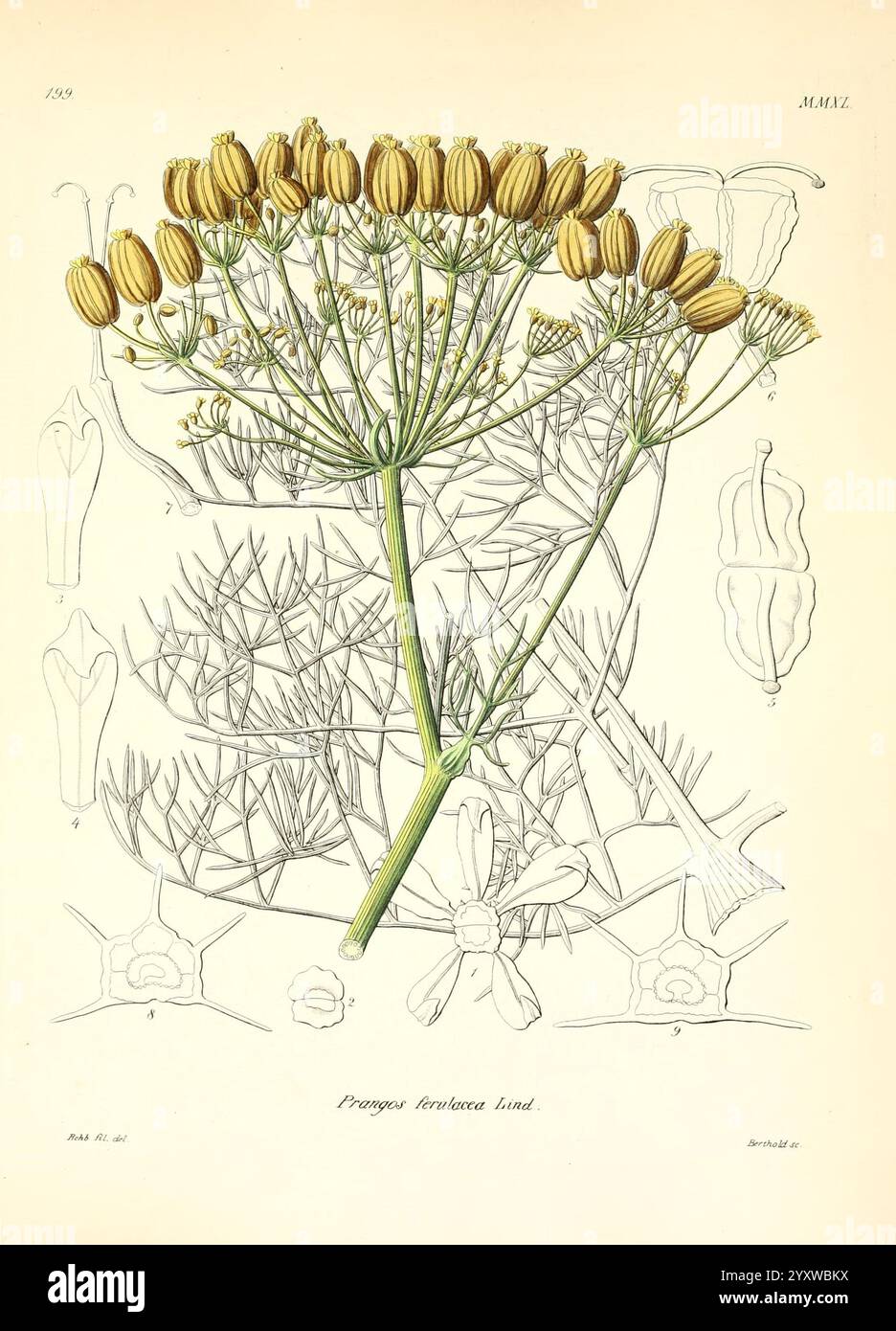 Pungens ferox plant hi-res stock photography and images - Alamy