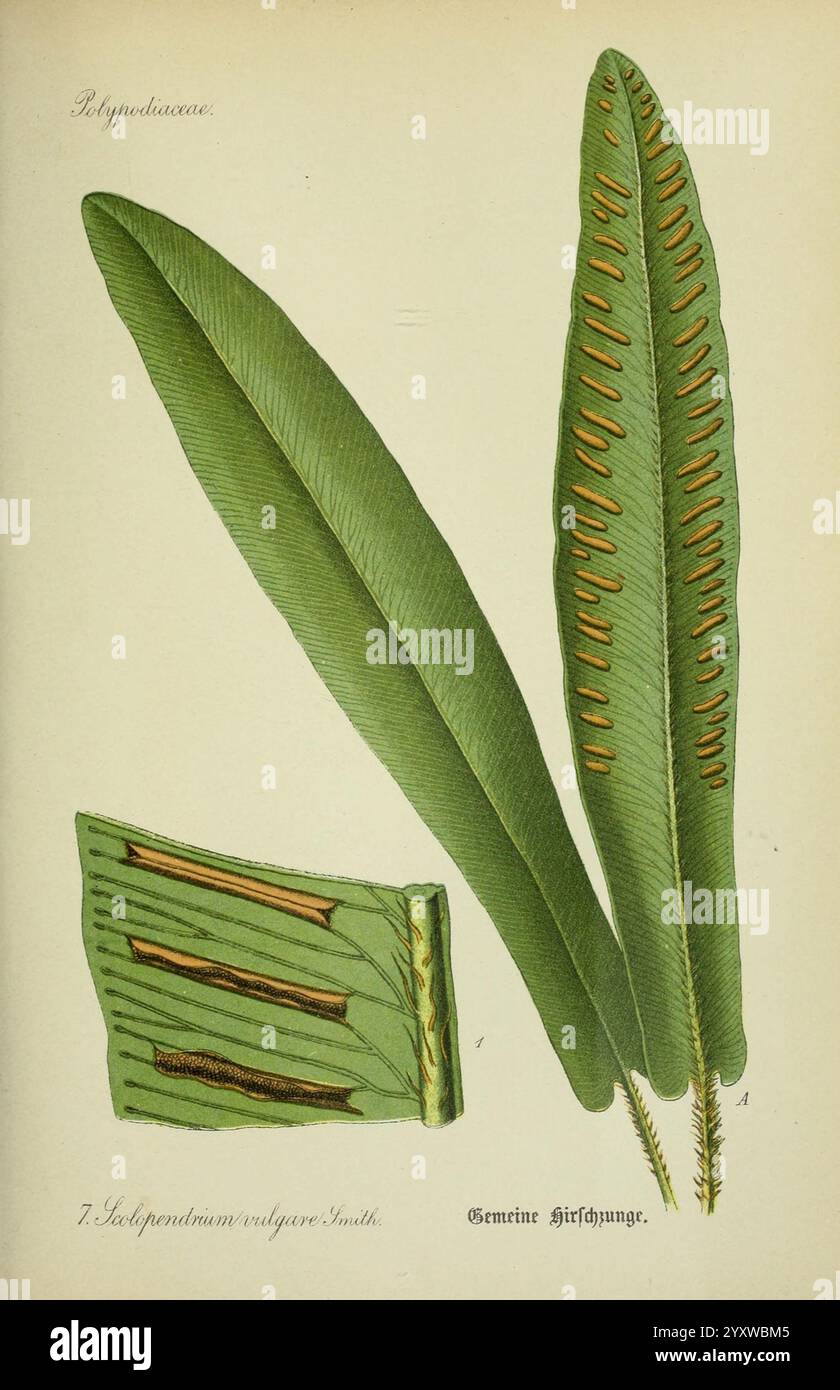 Gemeine hirschzungen hi-res stock photography and images - Alamy