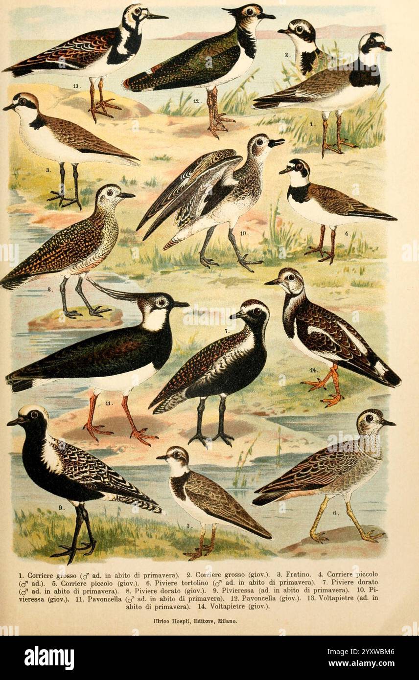 Atlante Ornitologico, 1902, birds, Europe, A collection of various bird ...