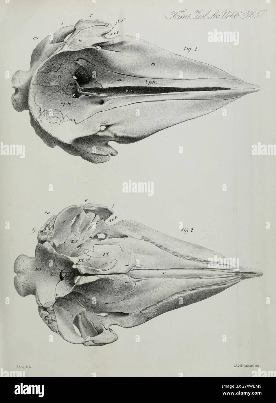 Revealing additional anatomical details hi-res stock photography and ...
