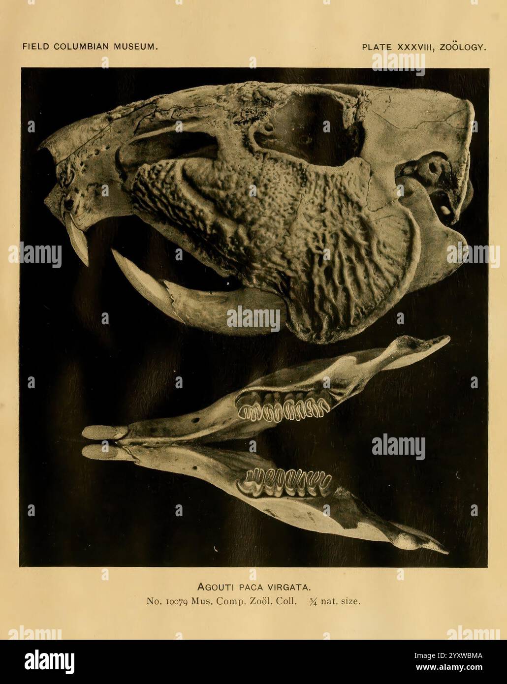 Lateral view revealing hi-res stock photography and images - Alamy