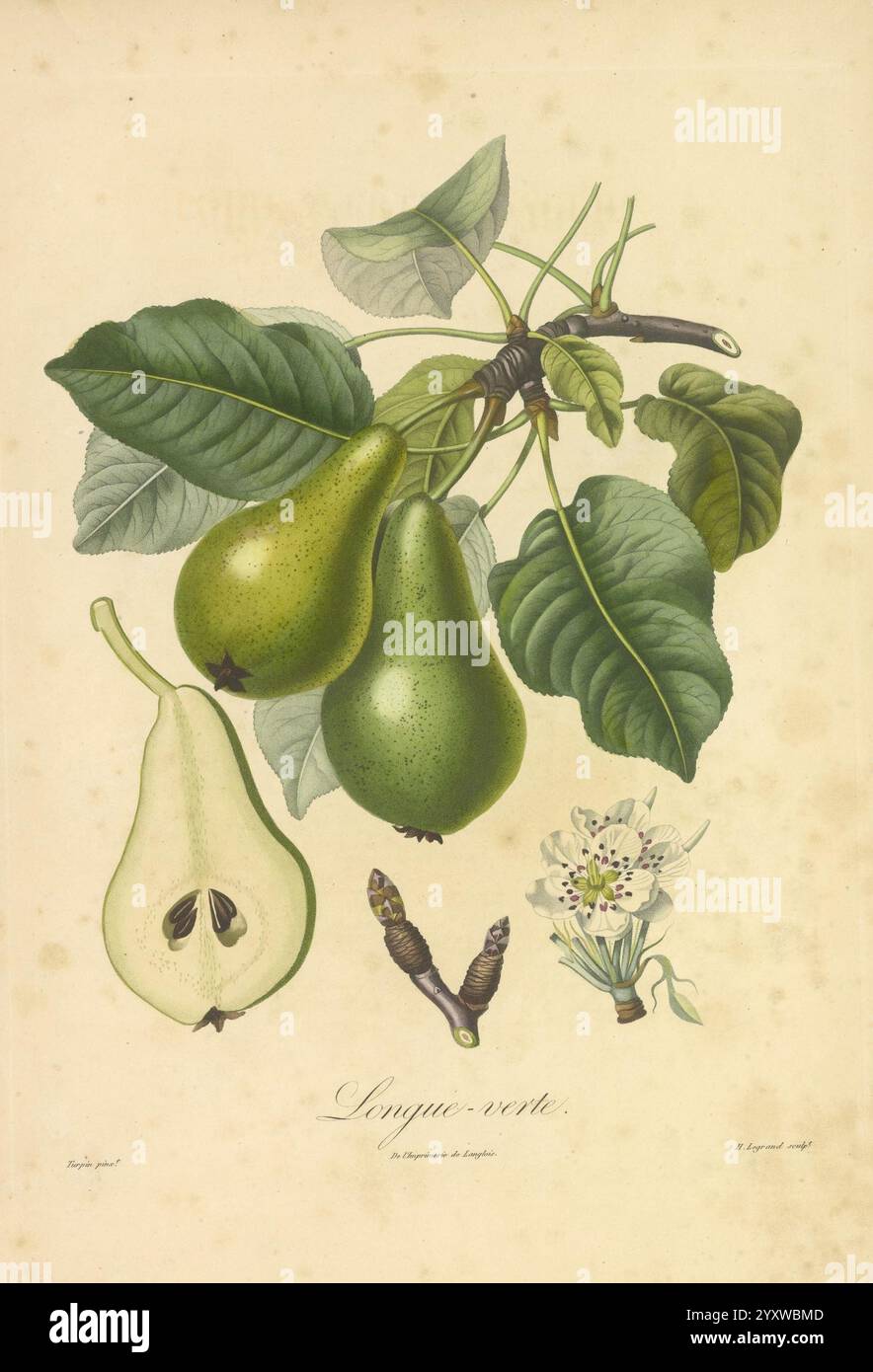 Pomologie française, Paris, Langlois et Leclercq, 1846. Arbres ...
