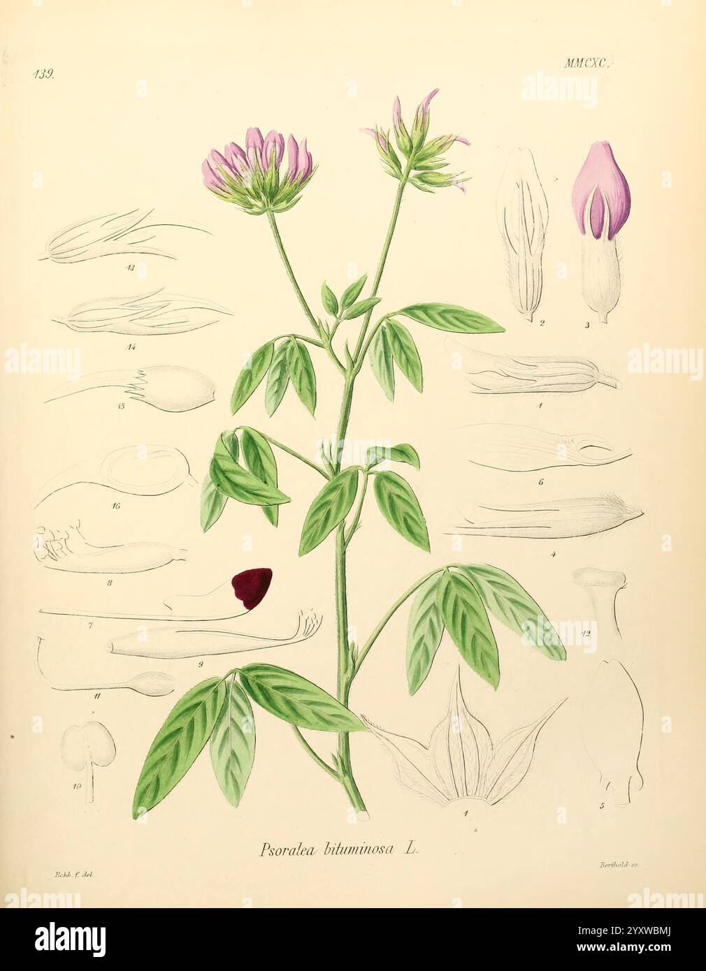 Psyllium bituminosa l hi-res stock photography and images - Alamy