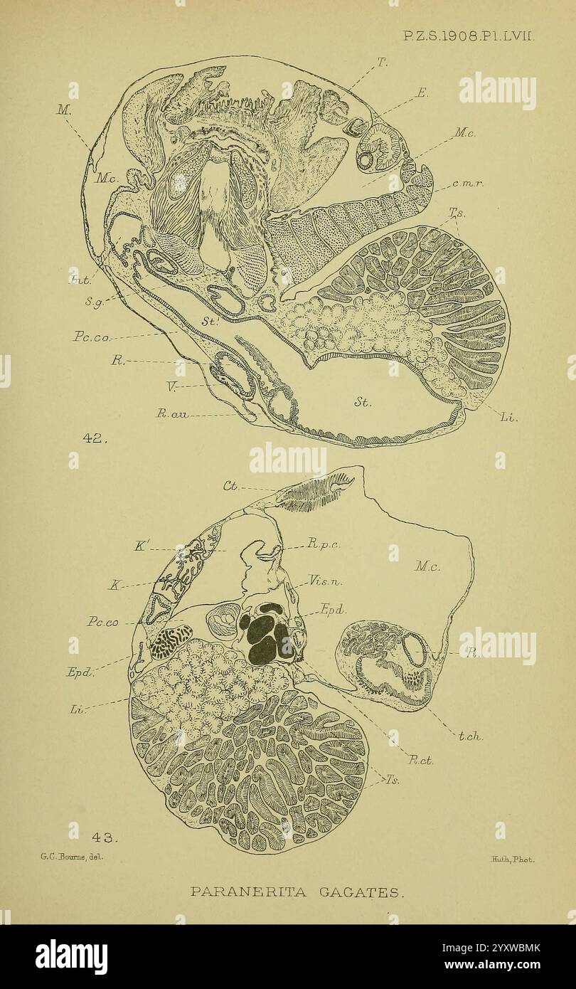 Labeled section showcases different organs hi-res stock photography and ...