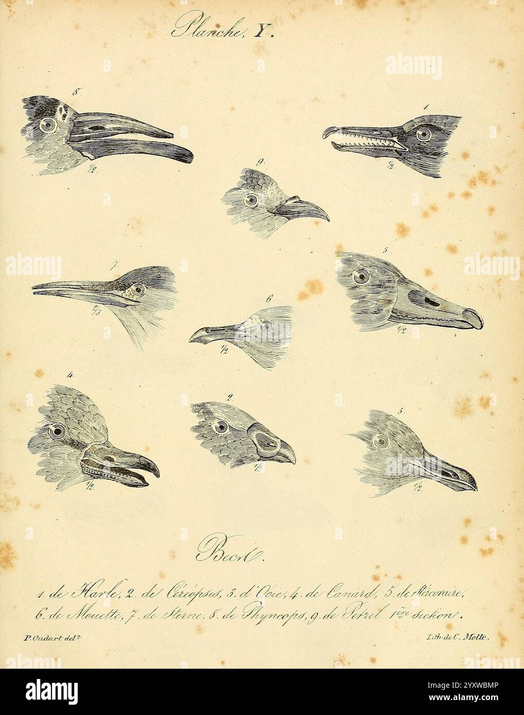 La galerie des oiseaux, Paris, Carpentier-Méricourt, 1834, birds ...