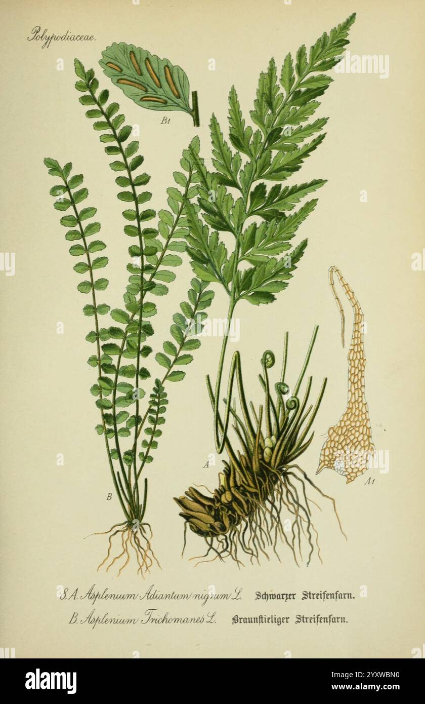 Depicts asplenium trichomanes hi-res stock photography and images - Alamy