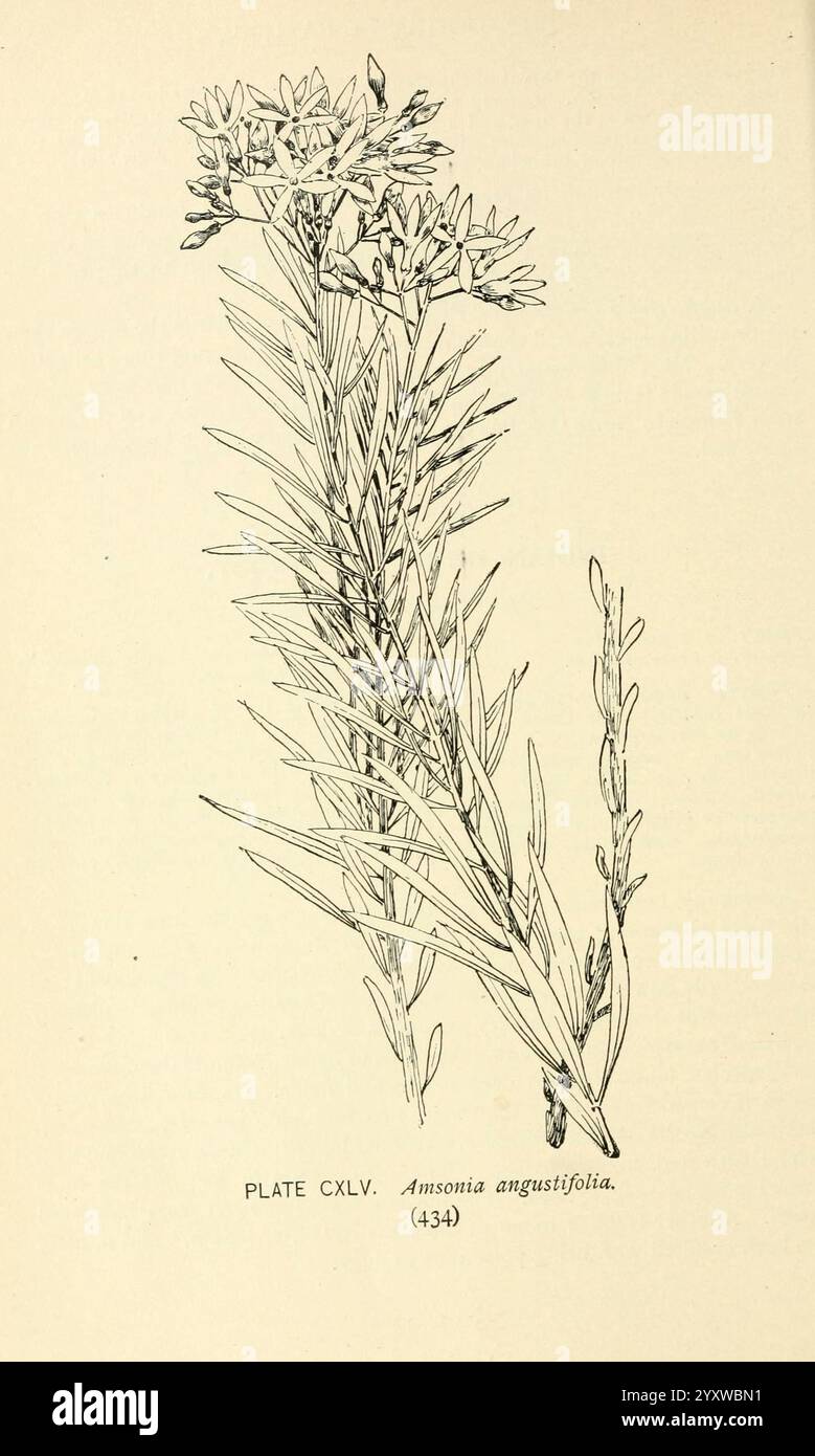 Southern, wild, flowers, and, trees, New York, Stokes, [1901], botany ...