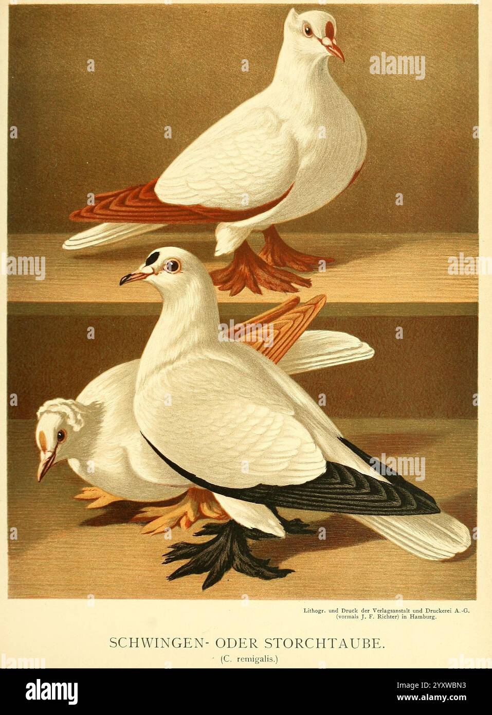 Top dove displays hi-res stock photography and images - Alamy