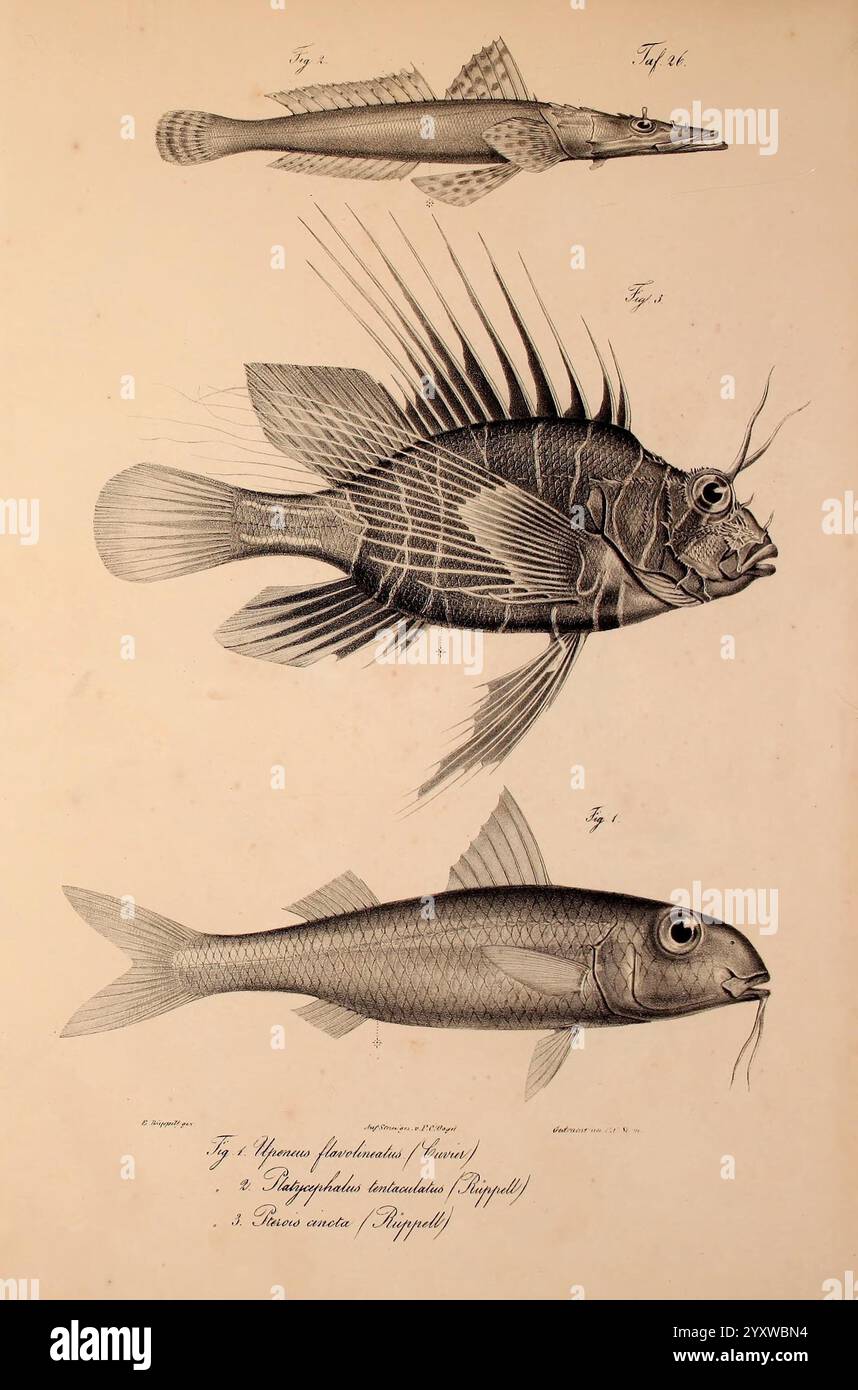 Sea ichthyology identification ethiopia zoology classification m hi-res ...