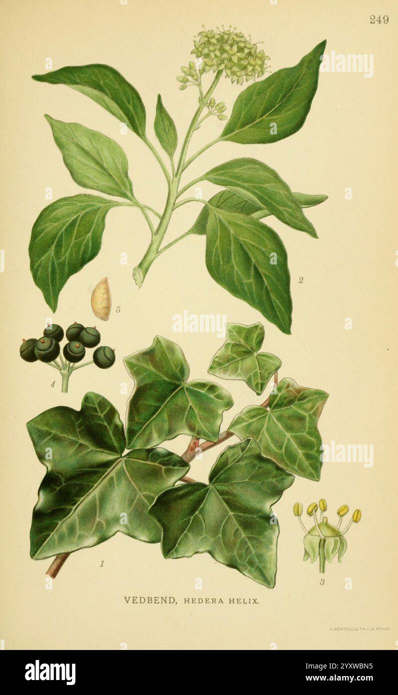 New york botanical garden hedera helix vedbend hedera helix hi-res ...