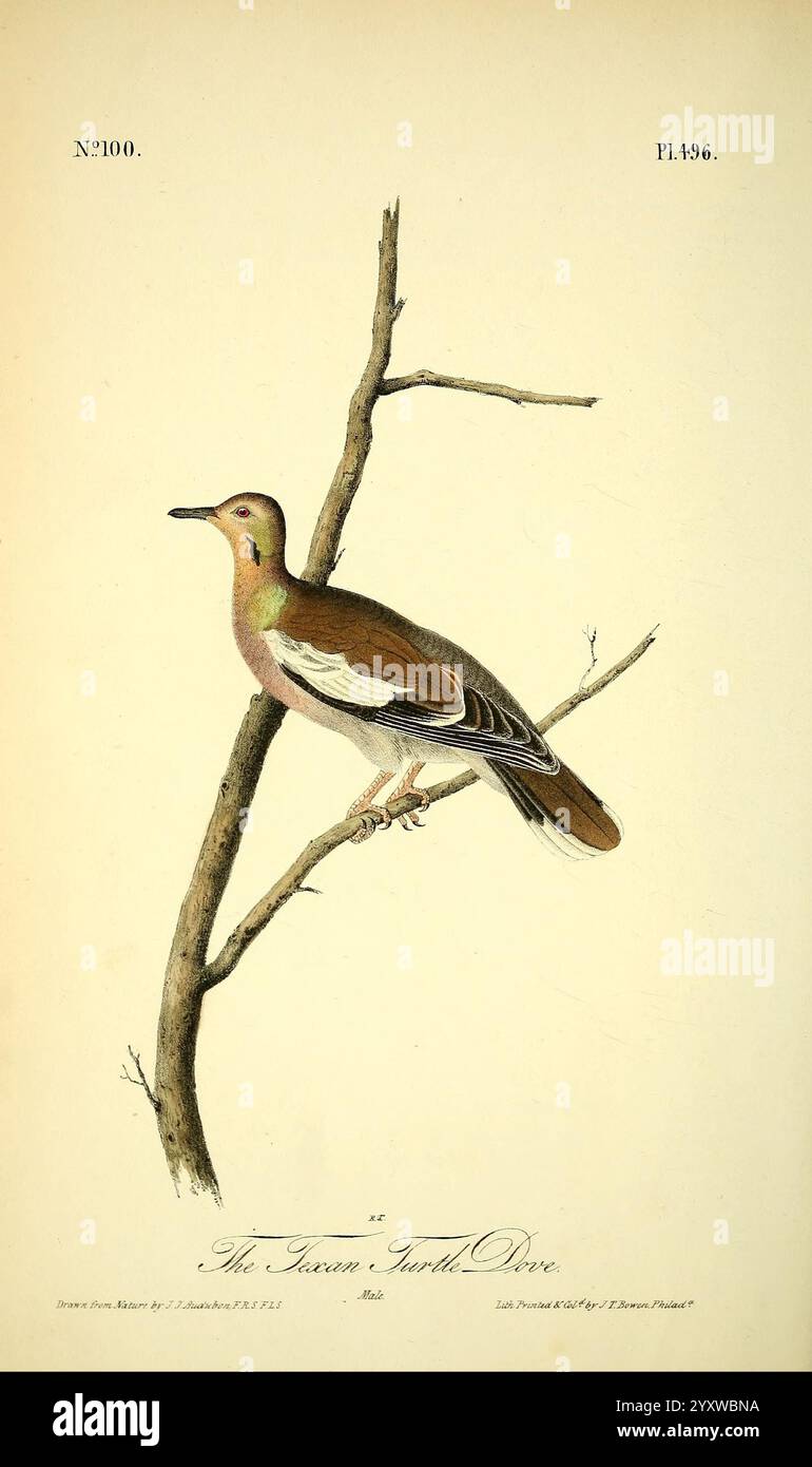 The birds of America, New York, J.B. Chevalier, 1840-1844, birds, North ...