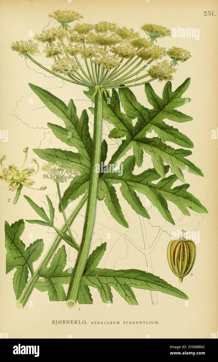 Specifically heracleum sphondylium hi-res stock photography and images ...